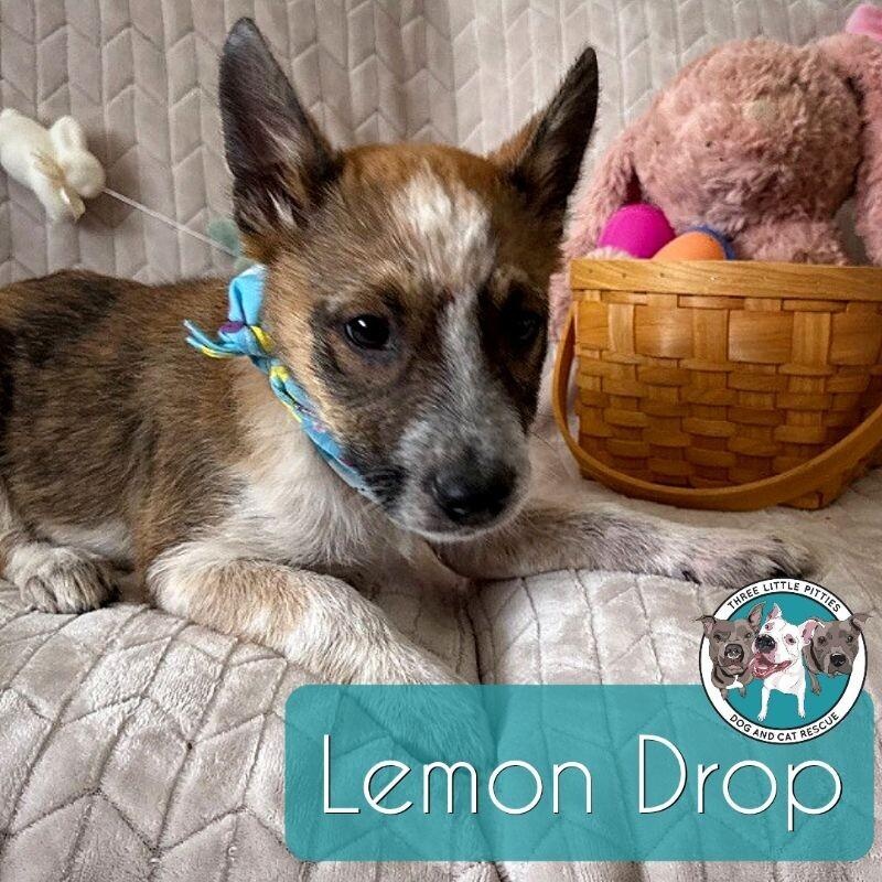 Dog for adoption - Lemon Drop Martini, a Border Collie & Australian ...