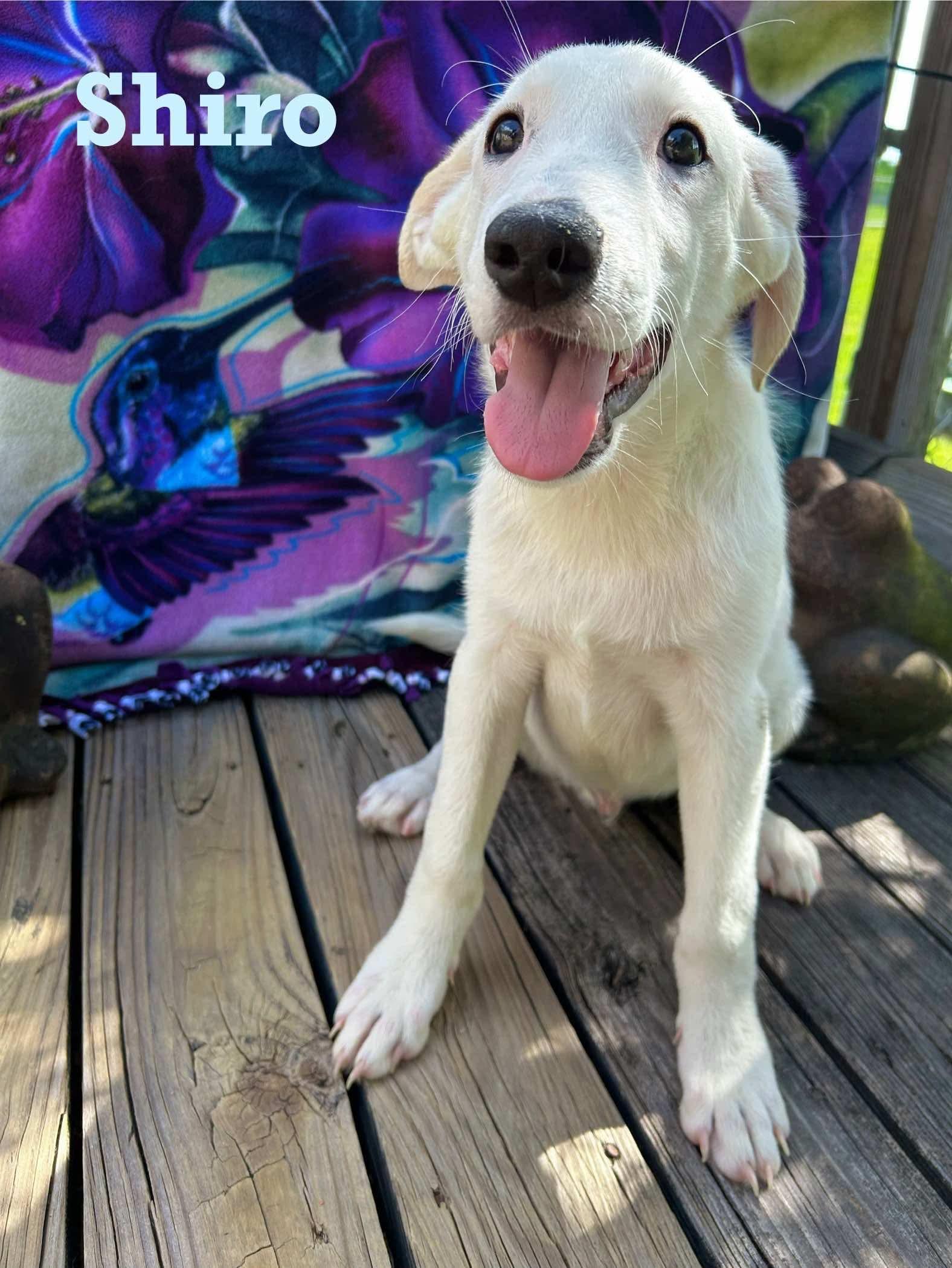 Dog for adoption - Shiro, an Anatolian Shepherd & Great Pyrenees Mix in ...