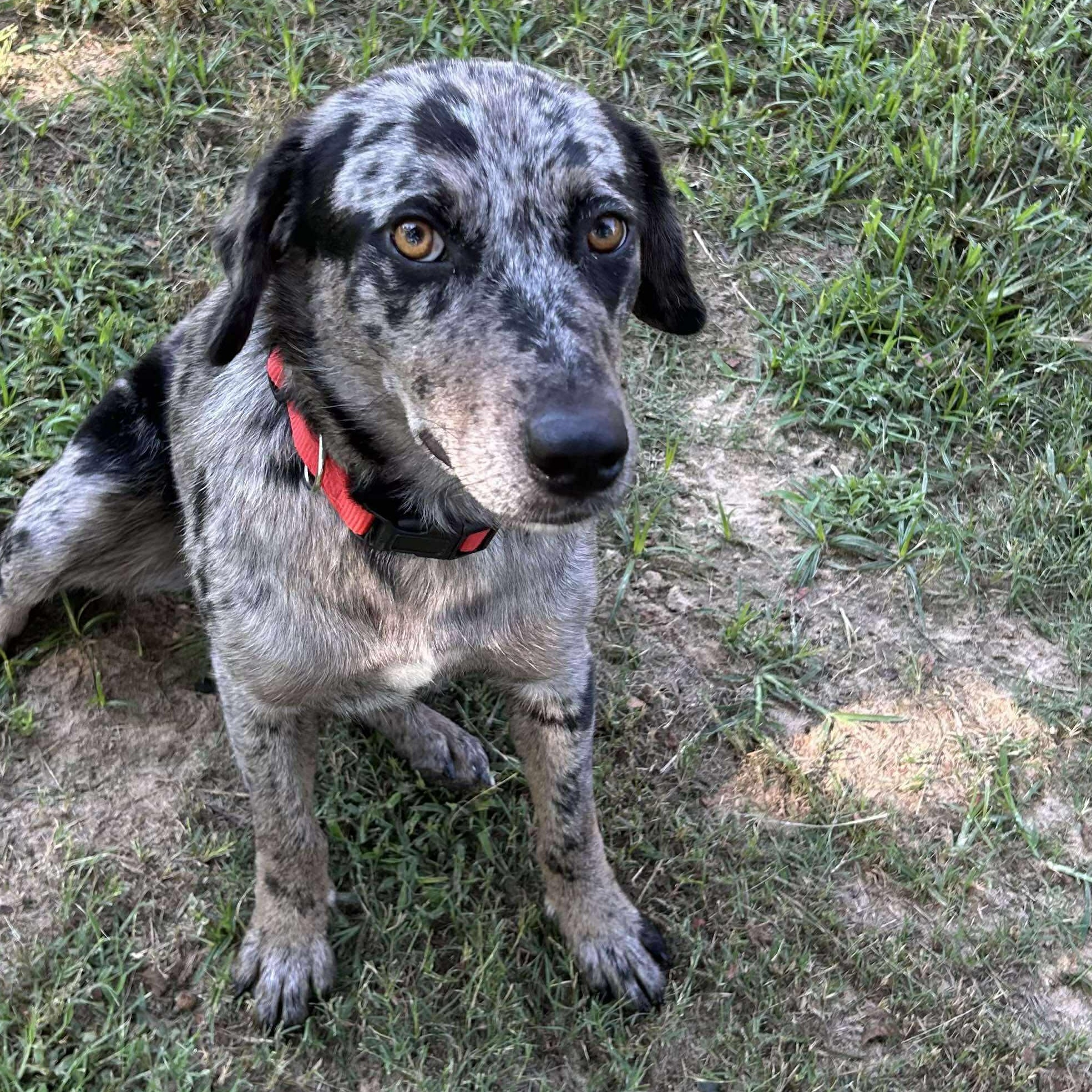 Dog for adoption - Sassafras, a Mixed Breed in Blairstown, NJ | Petfinder