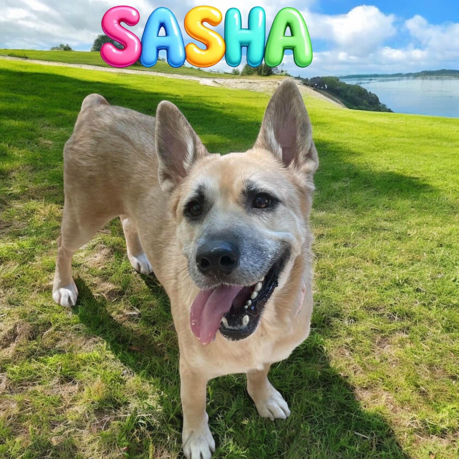 Dog for adoption - SASHA GS, a German Shepherd Dog in Fremont, IN ...