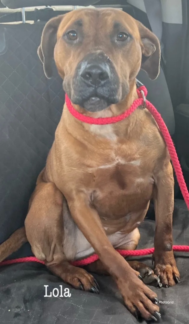 Dog for adoption - Lola, a Mixed Breed in Aurora, CO | Petfinder