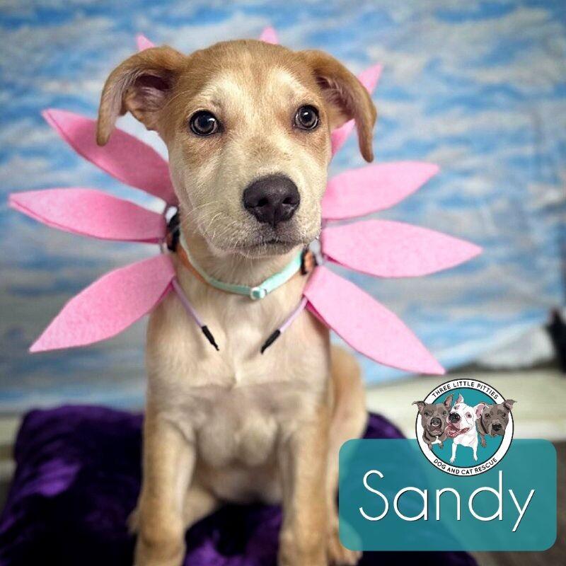 Dog for adoption - Sandy Duffy, a German Shepherd Dog & Labrador ...