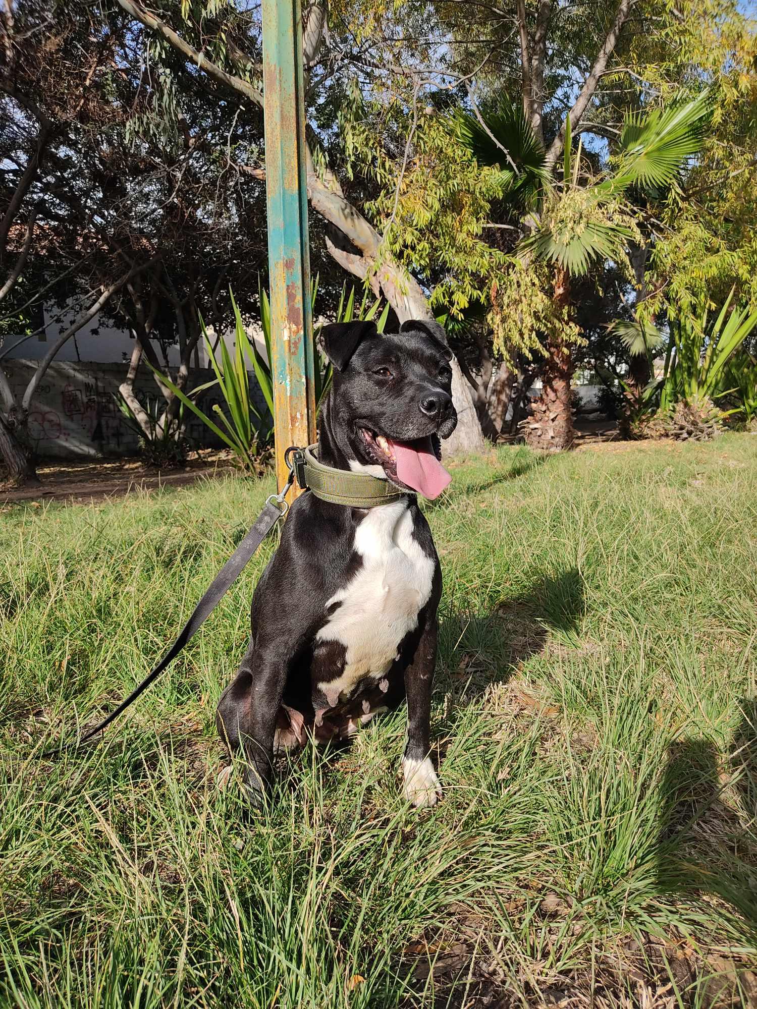 Dog for adoption - Chikis, a Pit Bull Terrier & American Bully Mix in ...