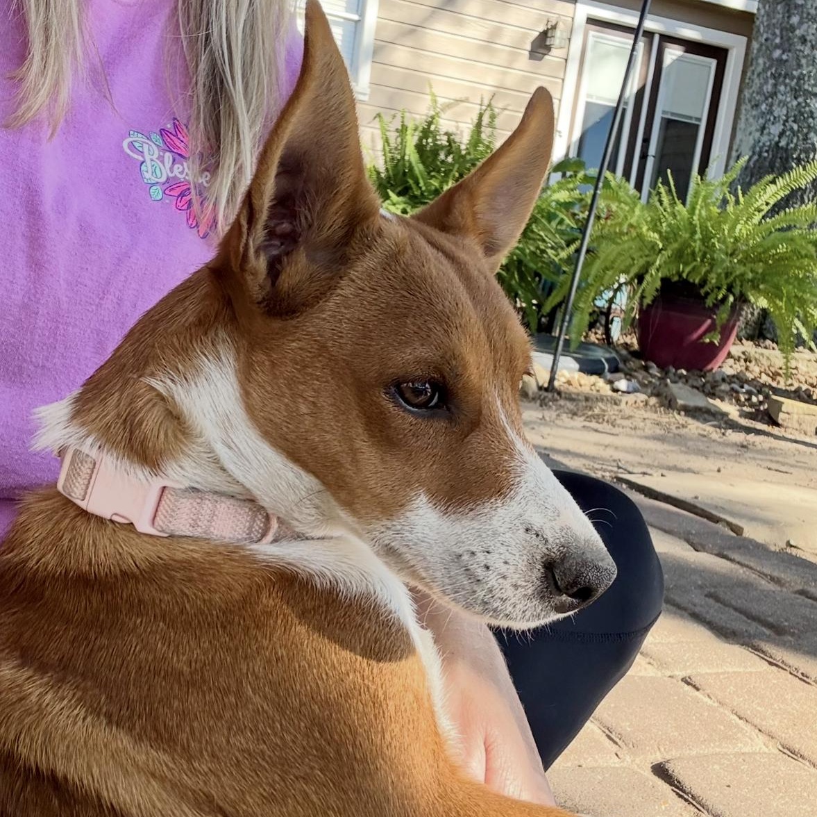 Dog for adoption - TILLY (TOTALLY ADORABLE--MEET THE TEXAS TWO STEP ...