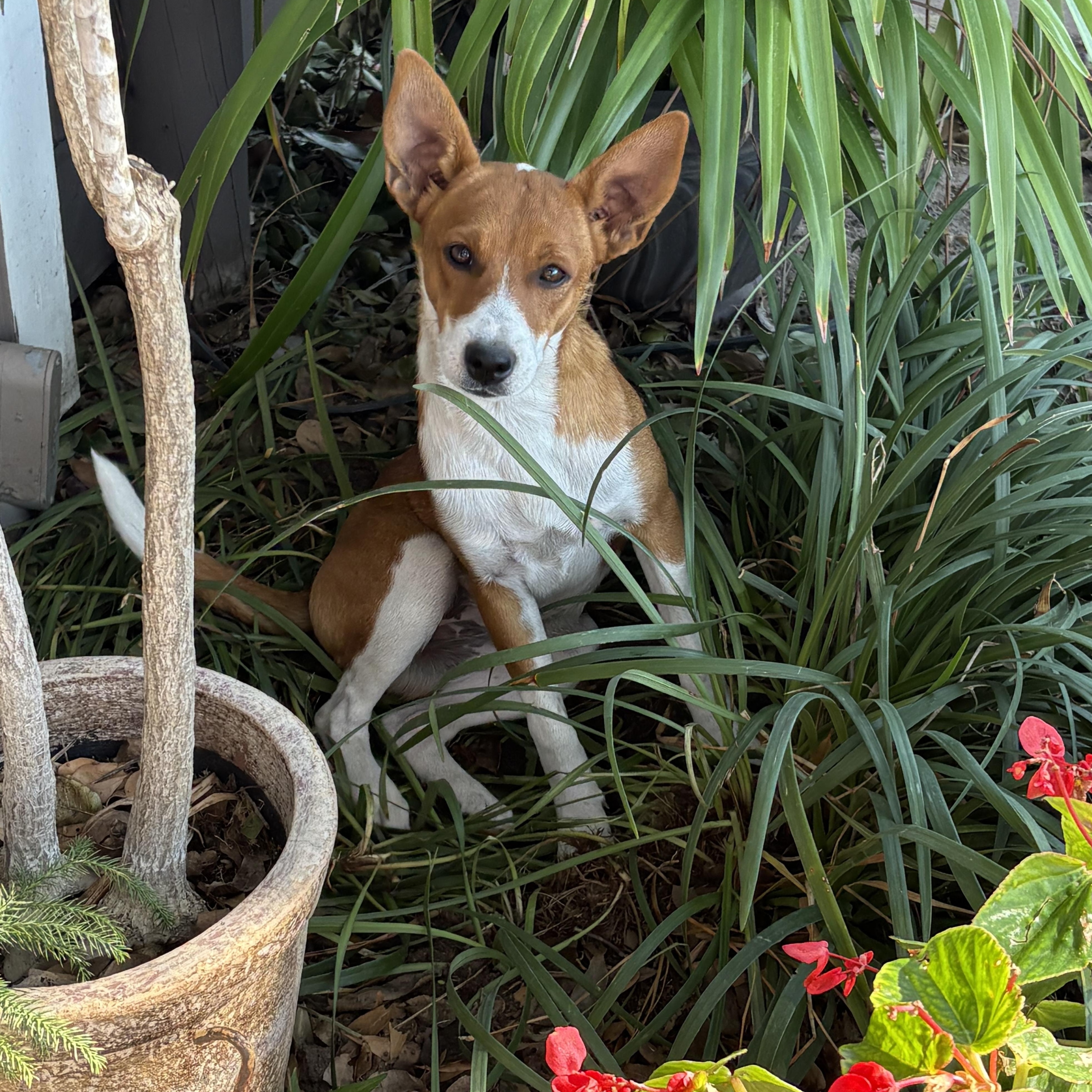 Dog for adoption - TILLY (TOTALLY ADORABLE--MEET THE TEXAS TWO STEP ...