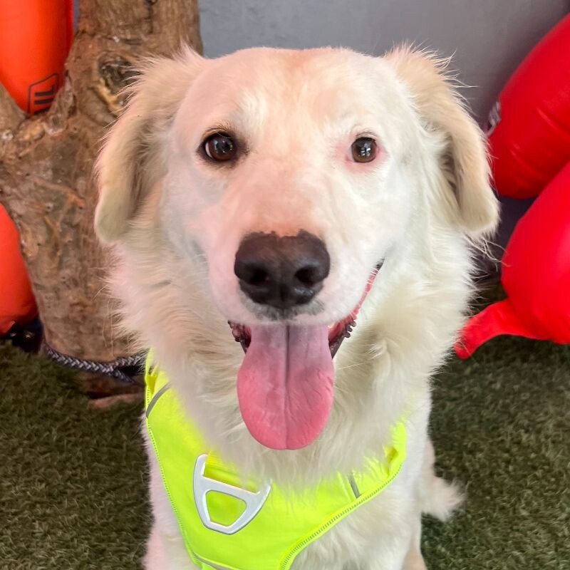 Dog for adoption - Sea Breeze, a Golden Retriever & Labrador Retriever ...