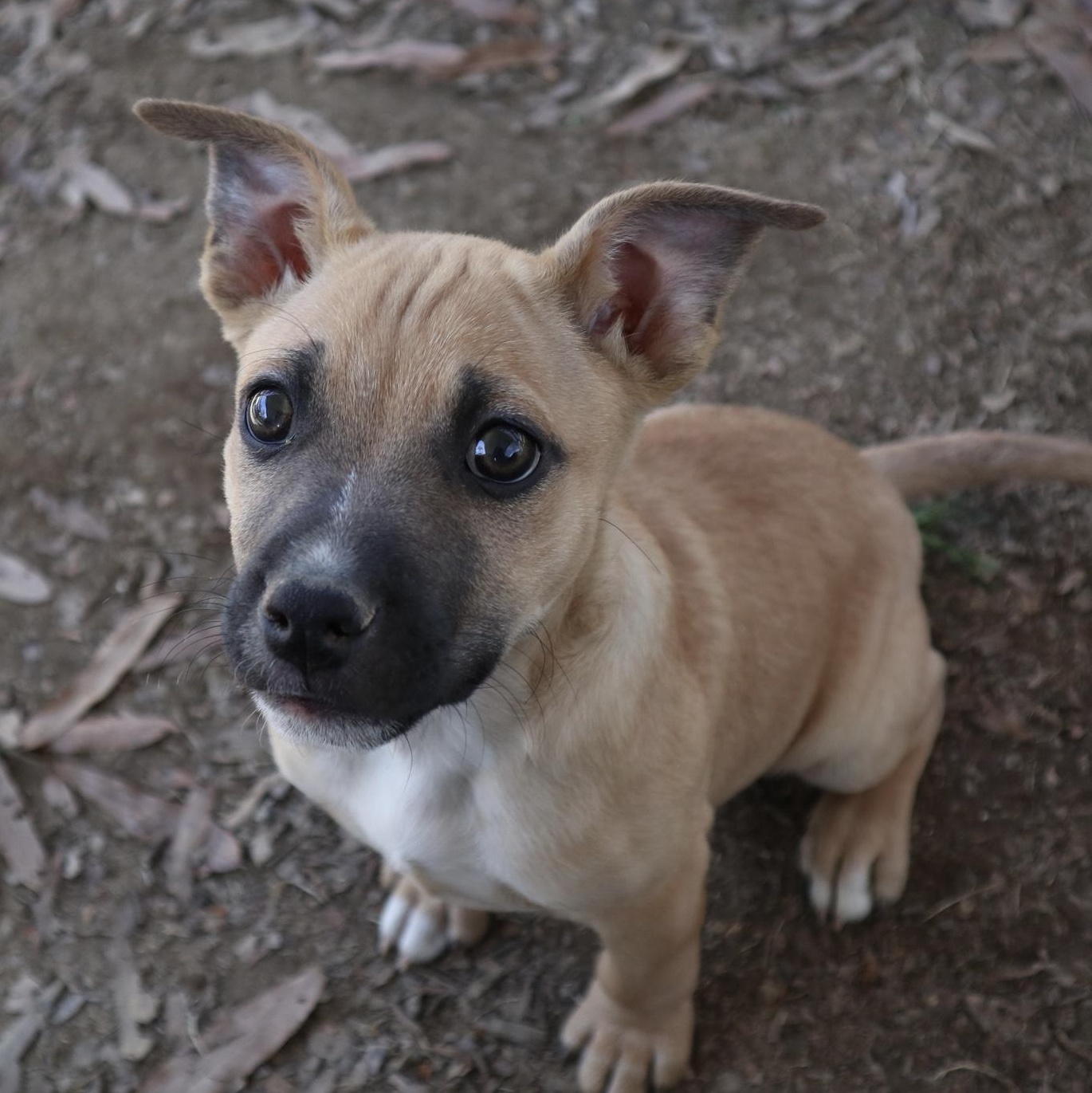 Dog for adoption - Hayden, a Shepherd Mix in Taunton, MA | Petfinder