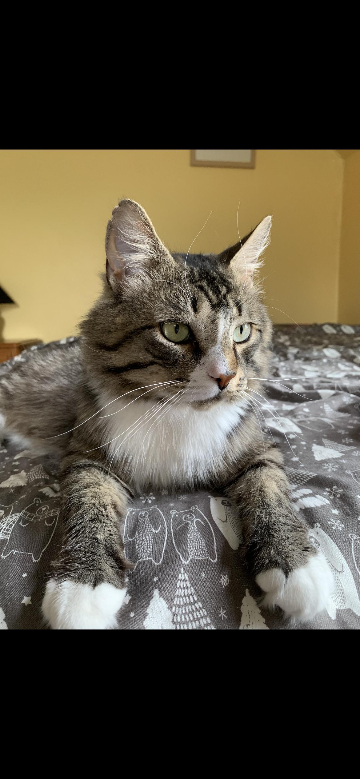 Camille - Adoptable Pet | Petfinder | Petfinder