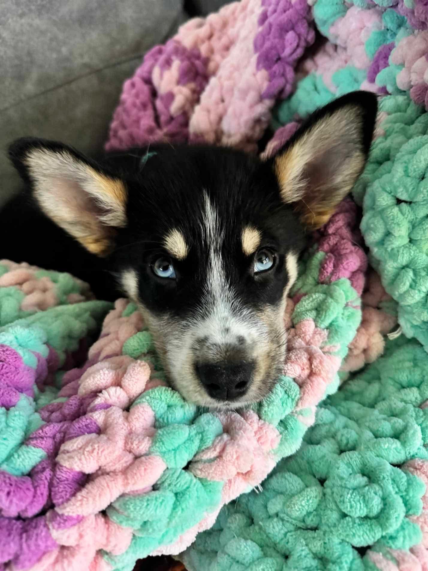 Dog for adoption - Tala, a Siberian Husky in La Motte, IA | Petfinder