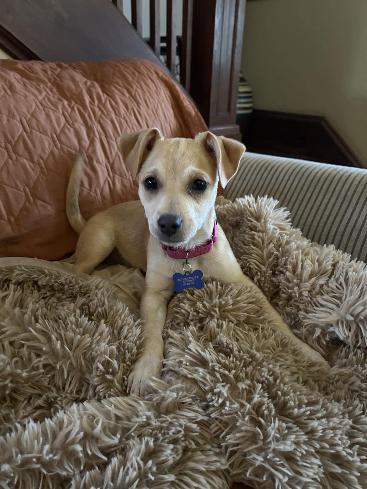 Dog for adoption - Lucille, a Terrier Mix in De Pere, WI | Petfinder