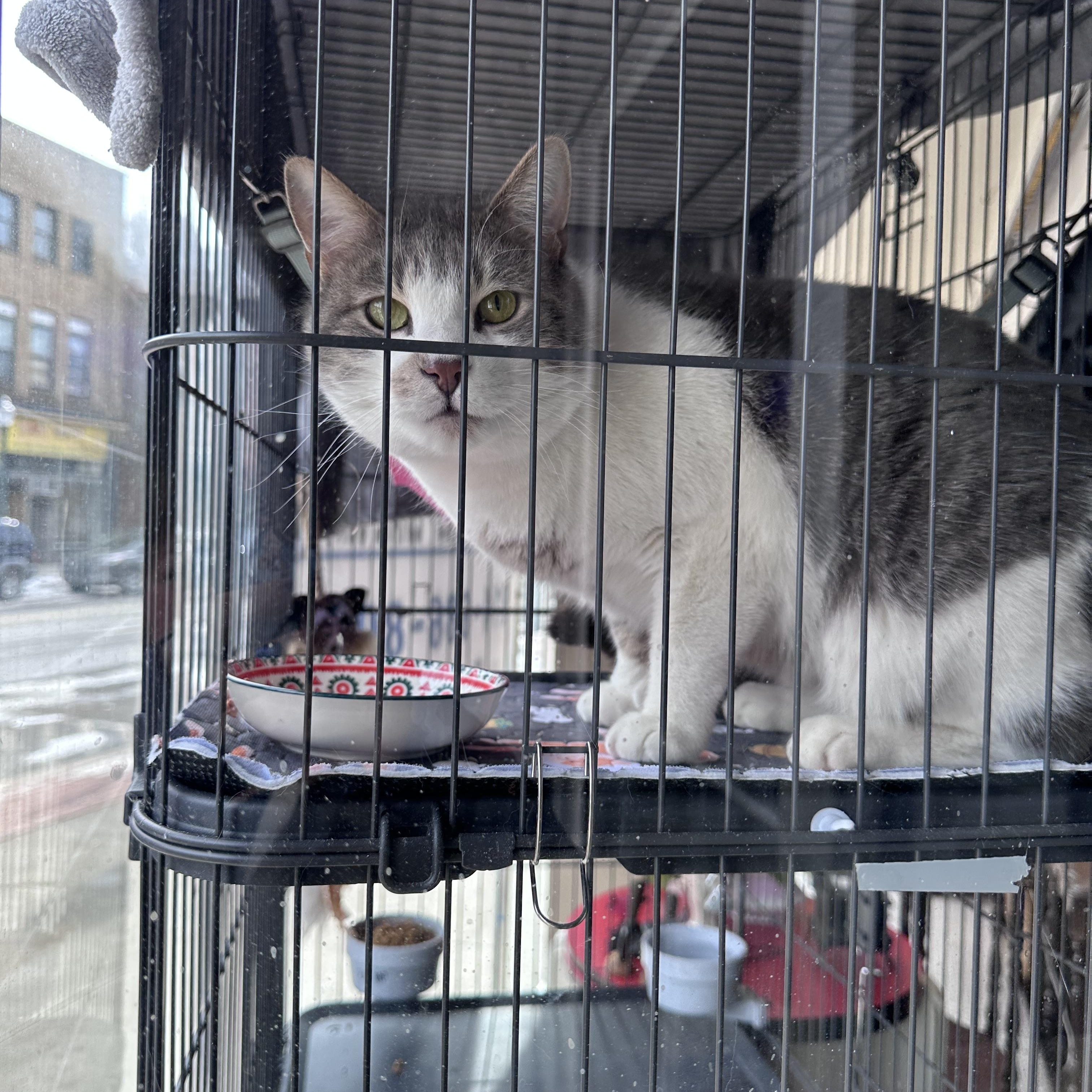 Cat for adoption - Leonardo, a Domestic Short Hair in Tyrone, PA ...