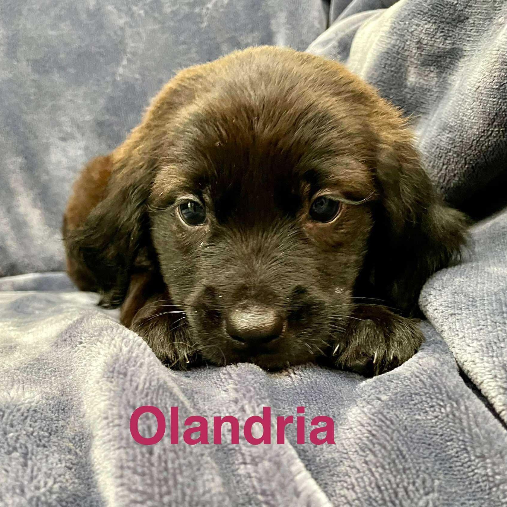 Dog for adoption - OLANDRIA, a Pekingese & Labrador Retriever Mix in ...