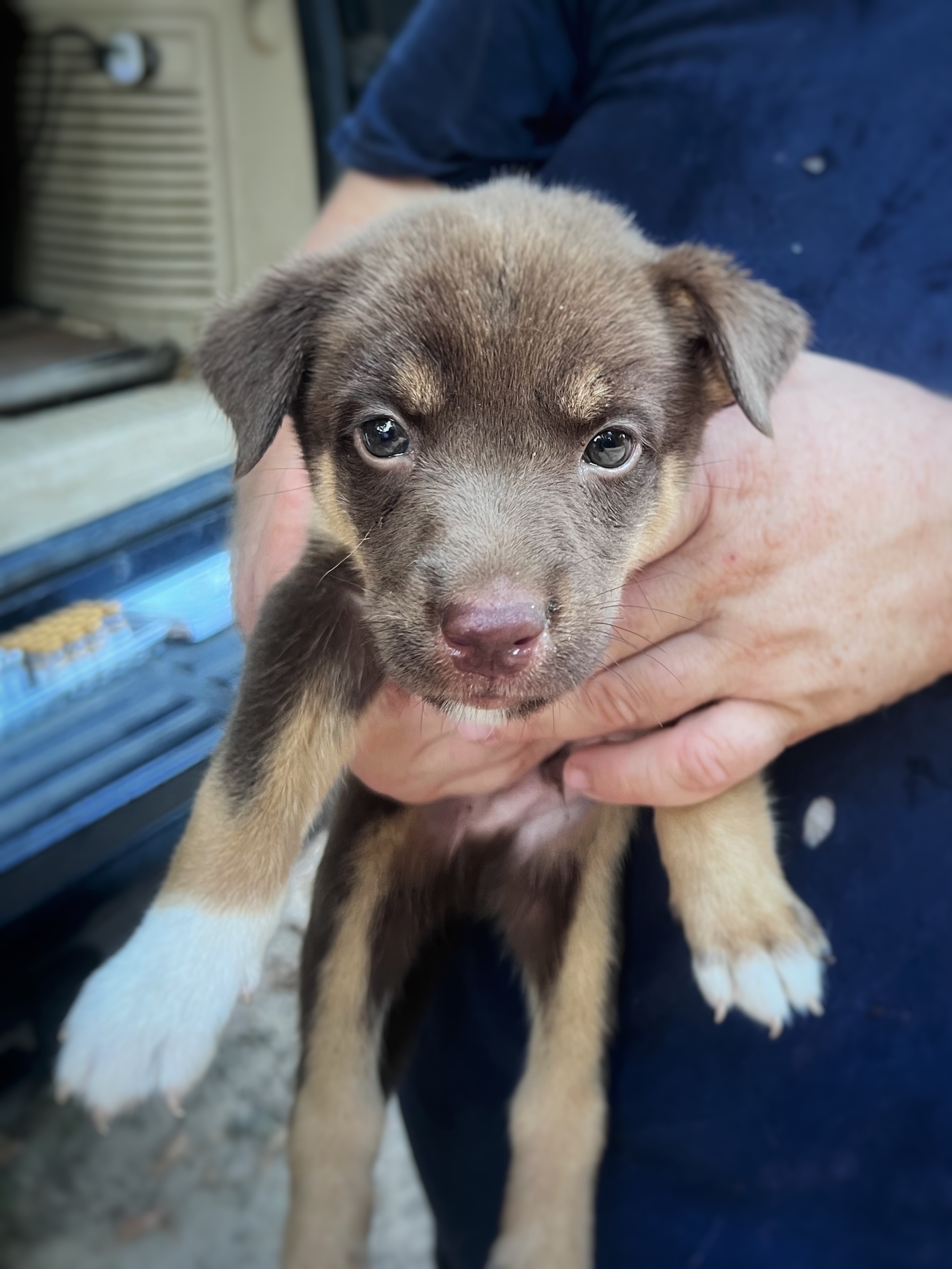 Dog for adoption - PATRICK, a Husky & Irish Setter Mix in East Dover ...