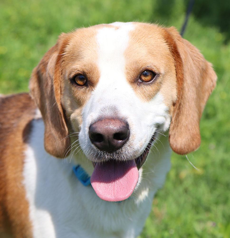 Dog for adoption - Barry (AO34149), a Beagle & Basset Hound Mix in ...