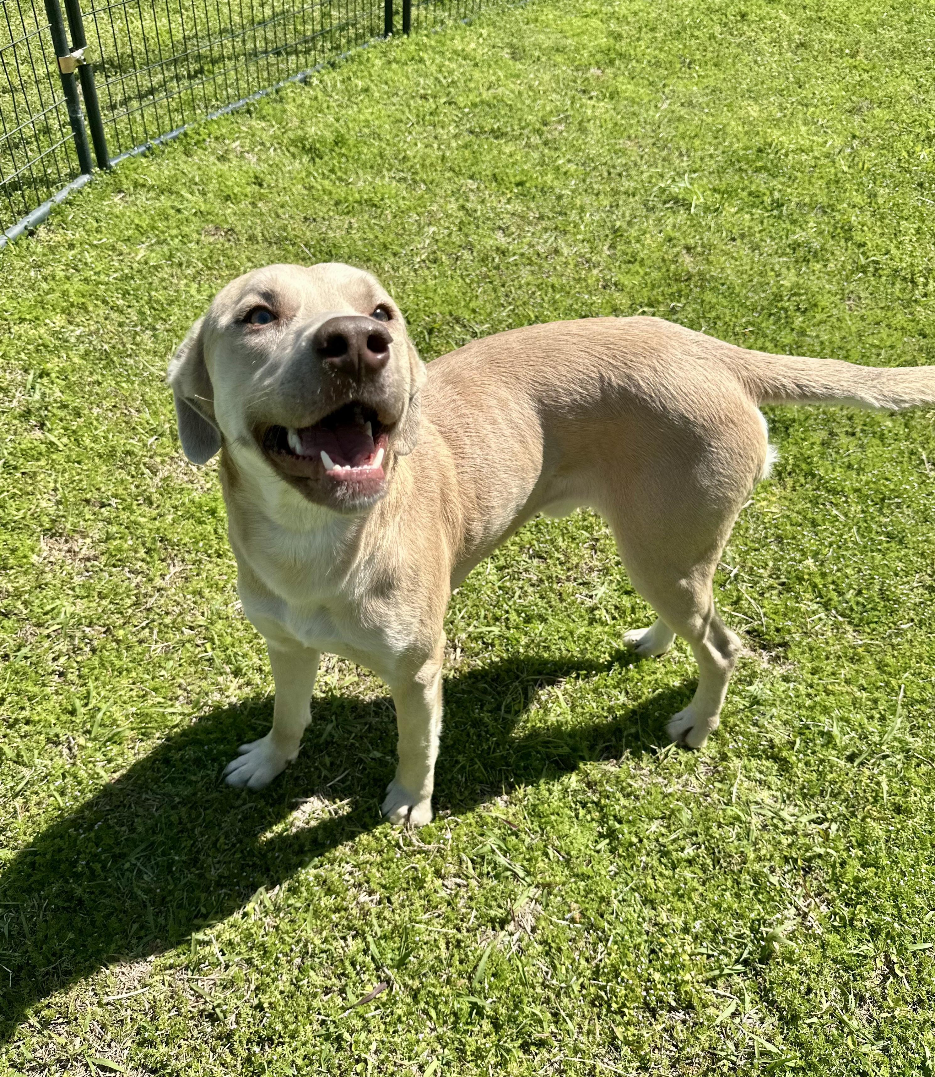 Dog for adoption - Tobias, a Labrador Retriever in Denver, CO | Petfinder