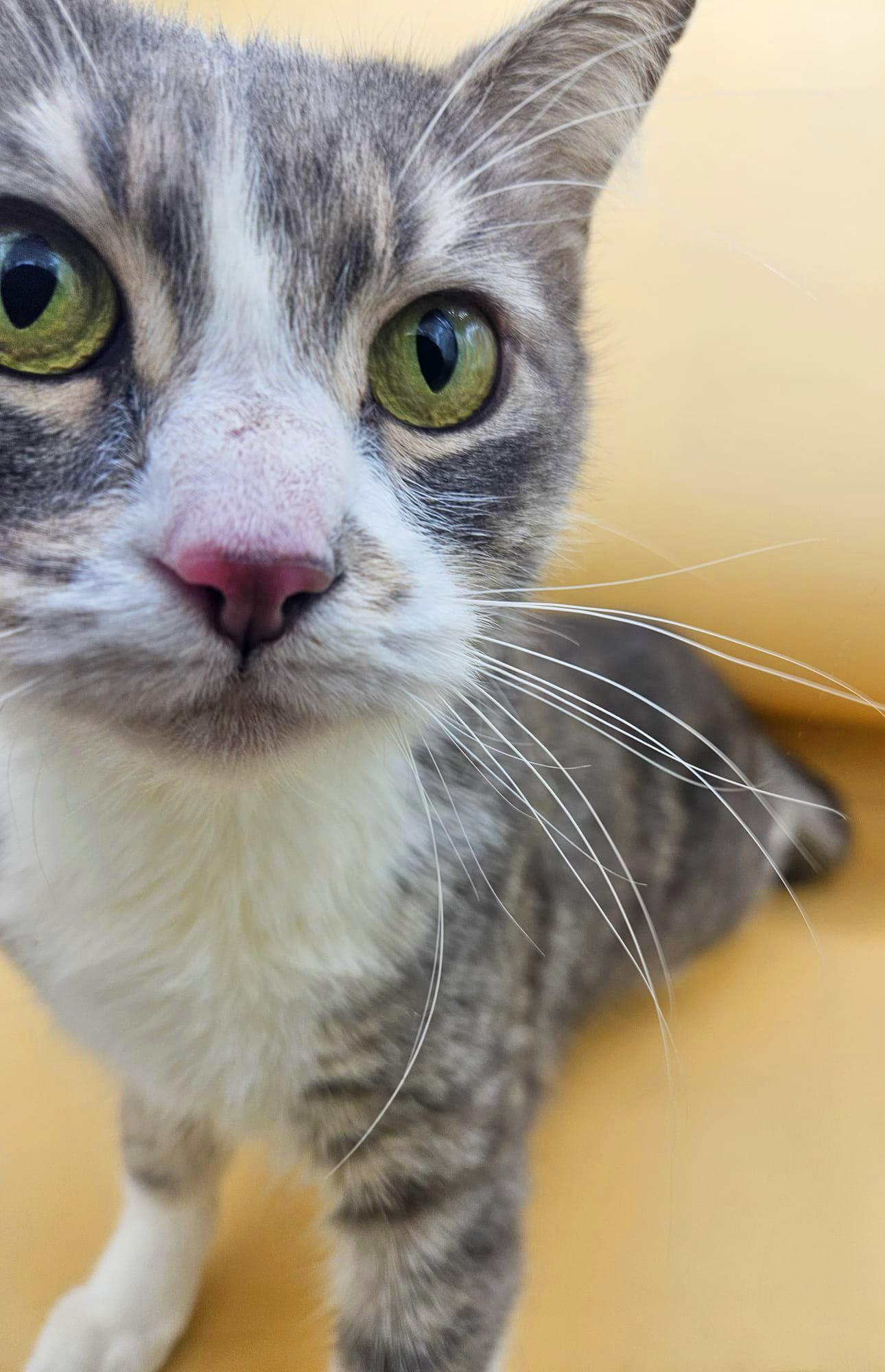 Cat for adoption - Mila – Sweet Striped Sweetheart!, a Domestic Long ...