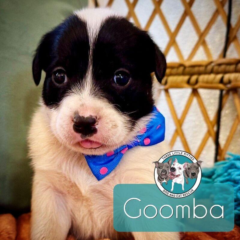 Dog for adoption - Goomba Dani, a Pit Bull Terrier & Labrador Retriever ...