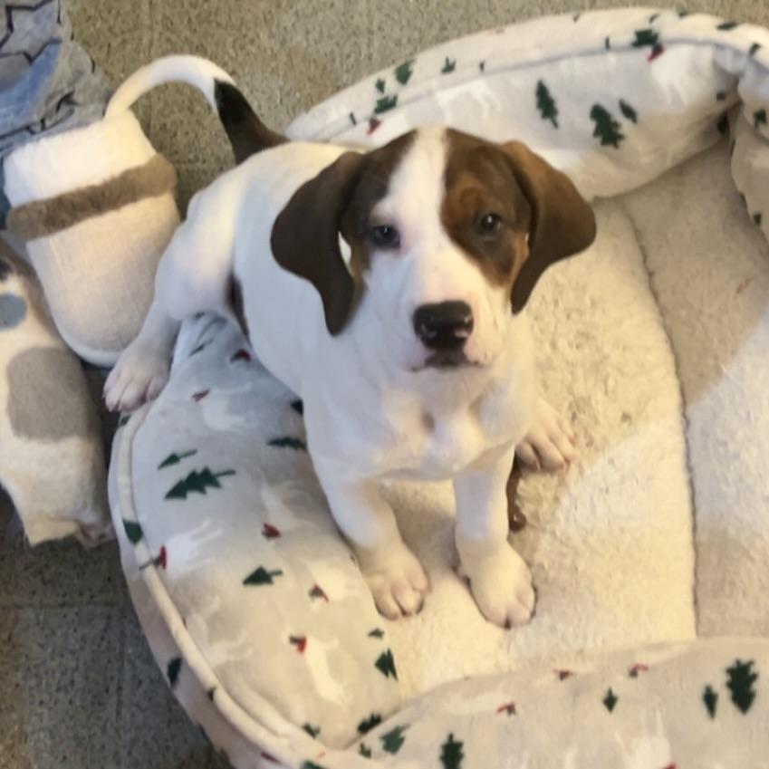 Jager - Adoptable Pet | Petfinder | Petfinder