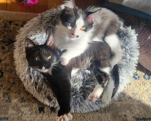 Cat for adoption - Snowden & Charlotte- adorable bonded siblings, a ...