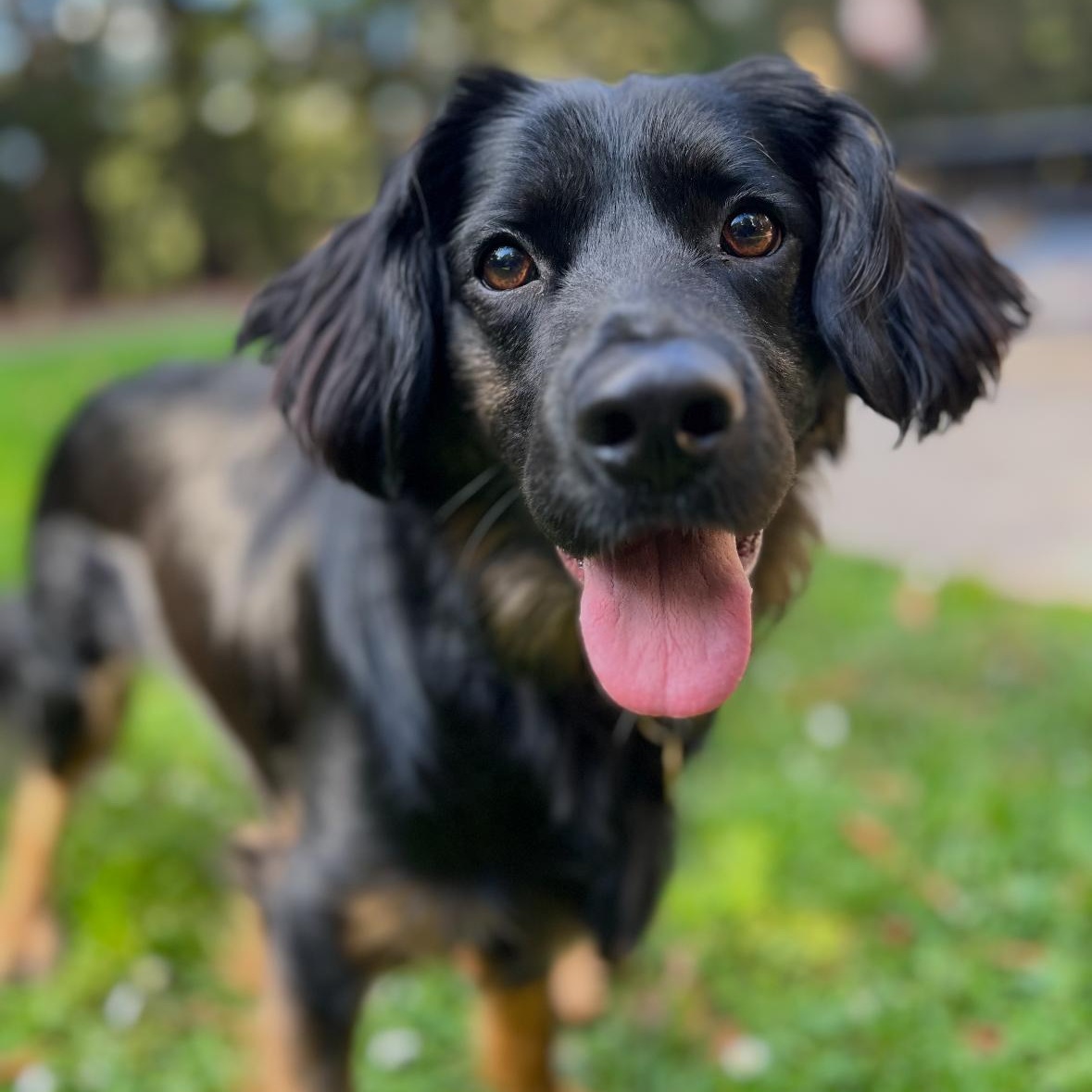 Dog for adoption - Gary, a Cocker Spaniel & German Shepherd Dog Mix in ...