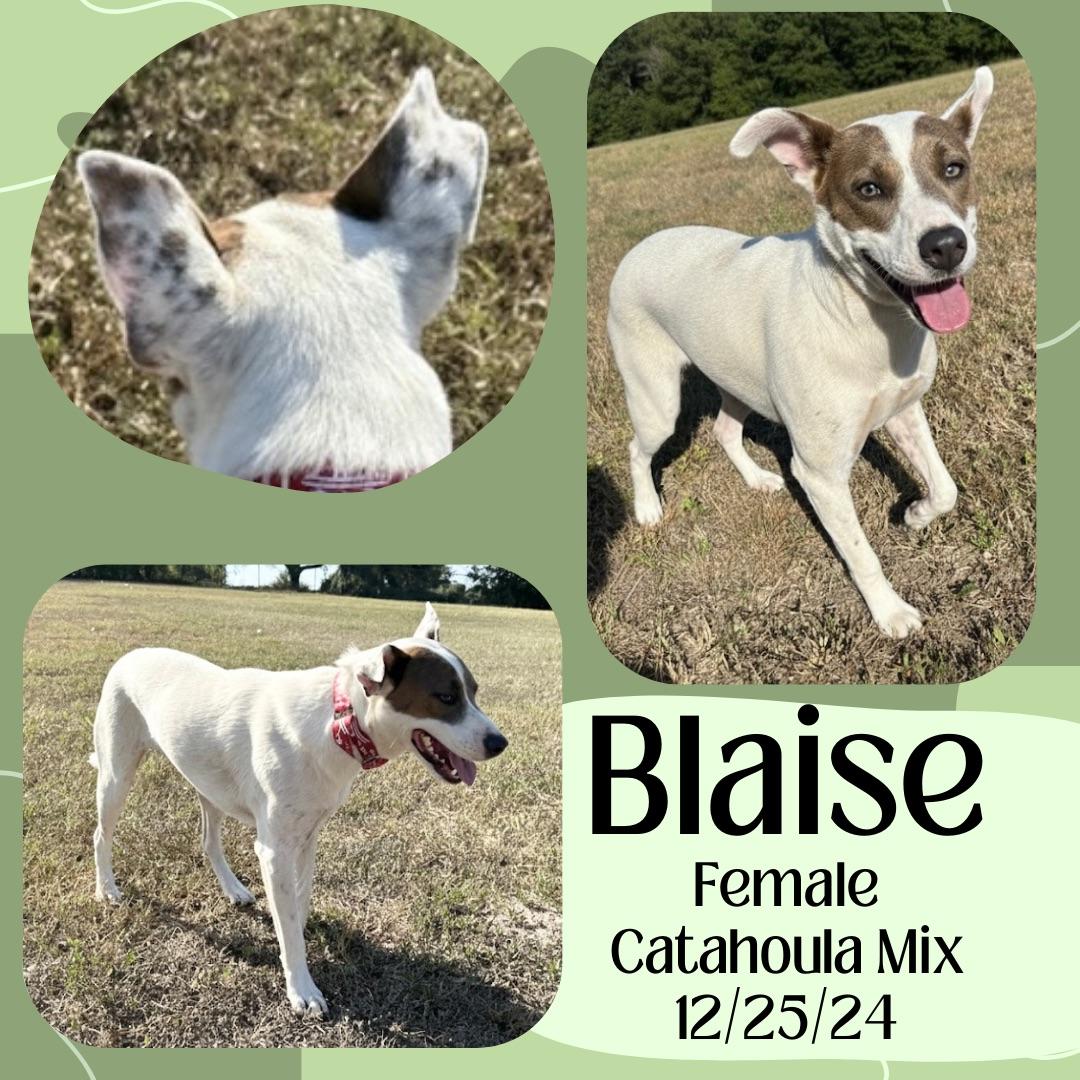Dog for adoption - Blaise, a Catahoula Leopard Dog Mix in Rocky Hill ...