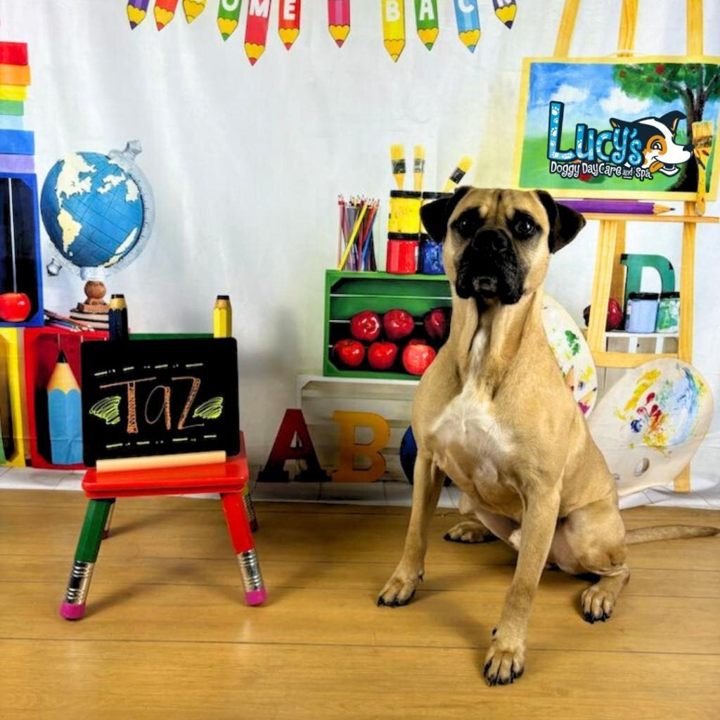 Dog for adoption - Taz HS, a Boxer & Mastiff Mix in Wheeling, WV | Petfinder