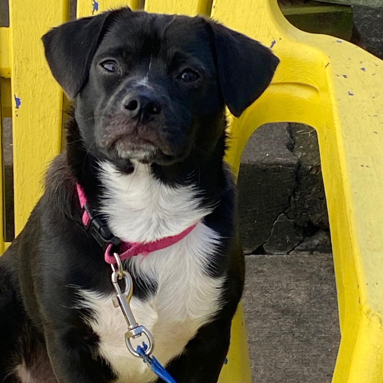 Rapunzel (formerly Tavia) - Adoptable Pet | Petfinder | Petfinder