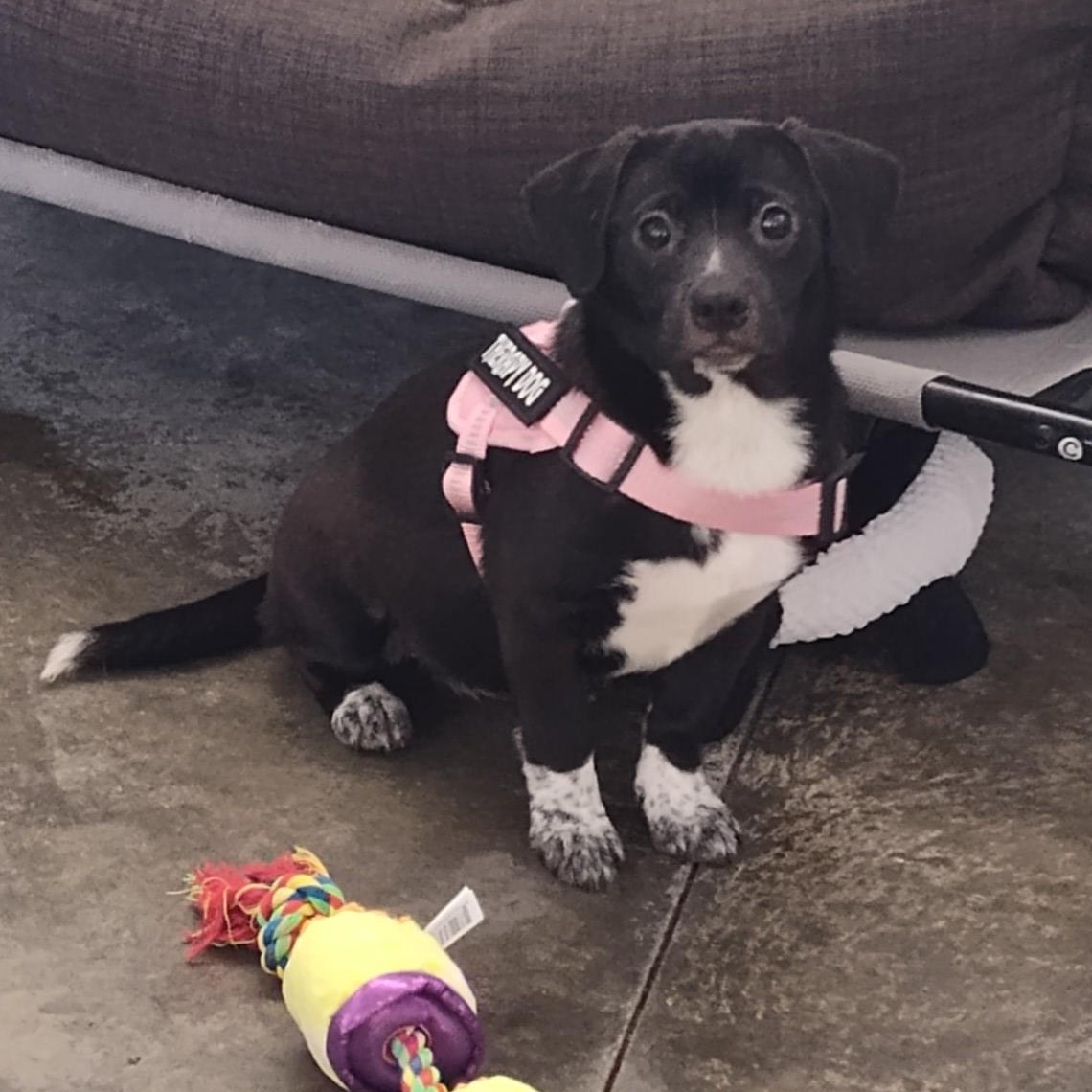 Rapunzel (formerly Tavia) - Adoptable Pet | Petfinder | Petfinder