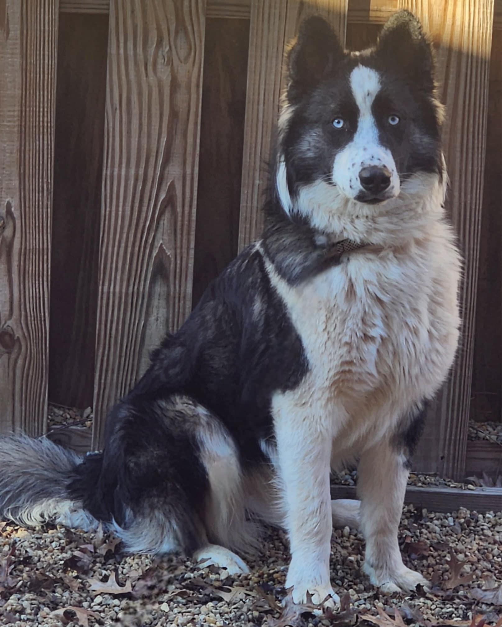 Dog for adoption - PANDA, a Siberian Husky Mix in Manassas, VA | Petfinder