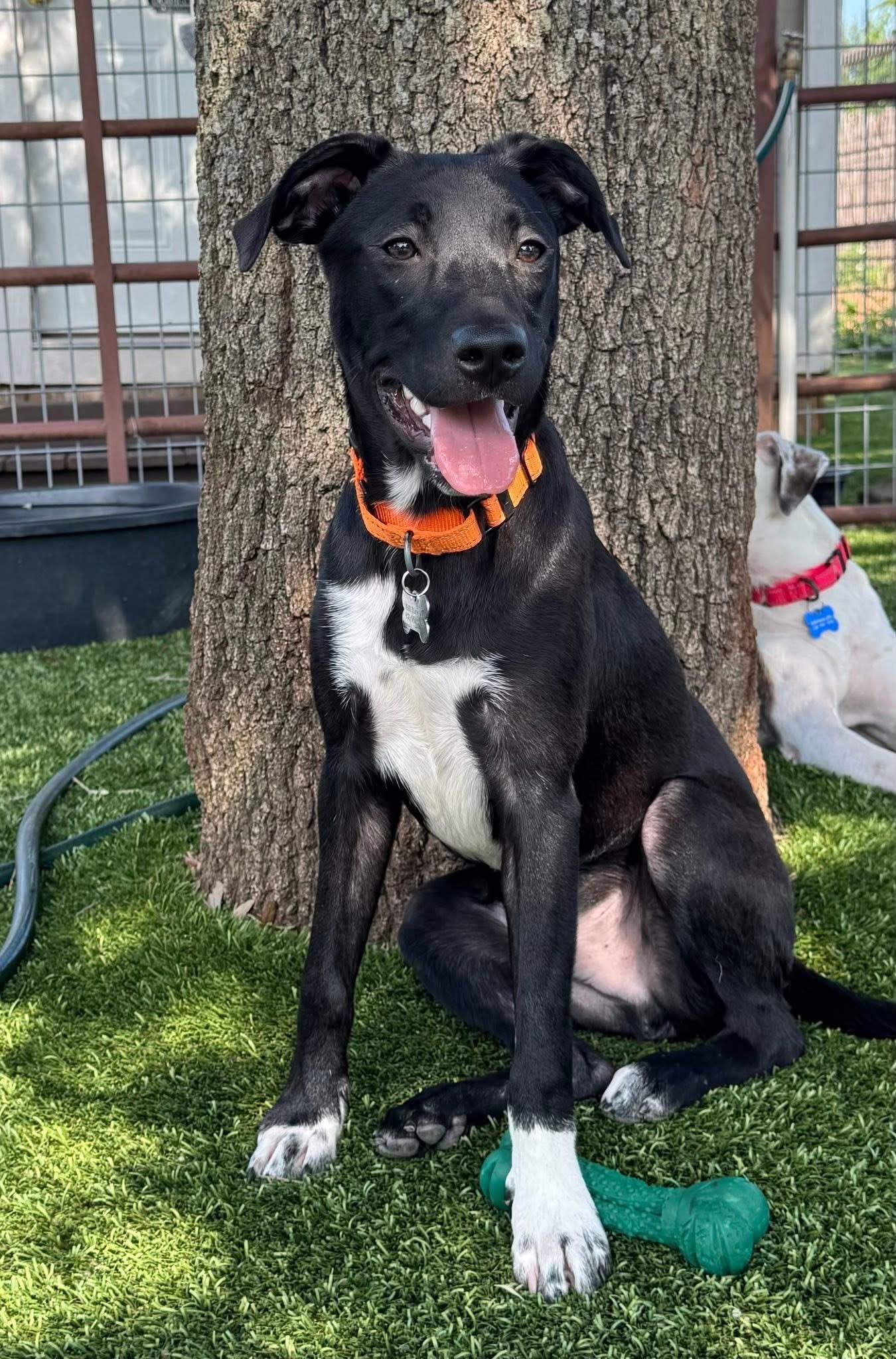 Dog for adoption - Ernie, a Foxhound & Labrador Retriever Mix in ...