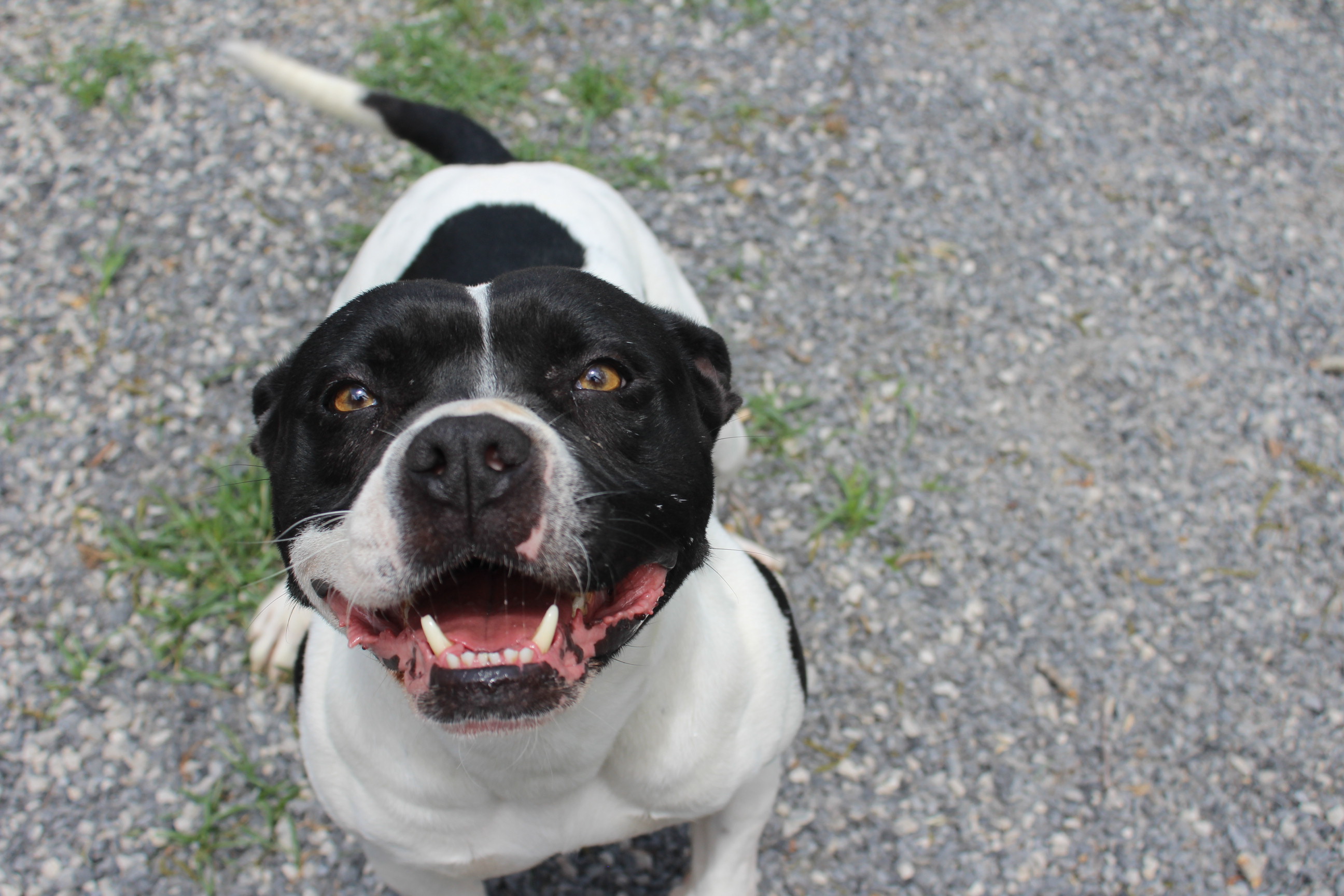 Dog for adoption - Jack, a Pit Bull Terrier Mix in Baton Rouge, LA ...