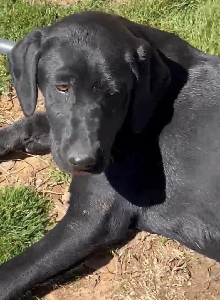 Dog for adoption - Chili, a Black Labrador Retriever Mix in Washington ...