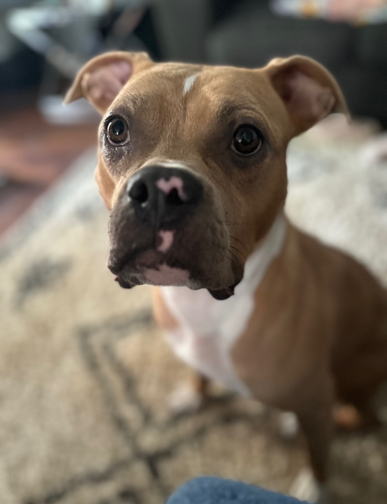 Dog for adoption - Lexie, a Boxer & American Bulldog Mix in Newark, DE ...