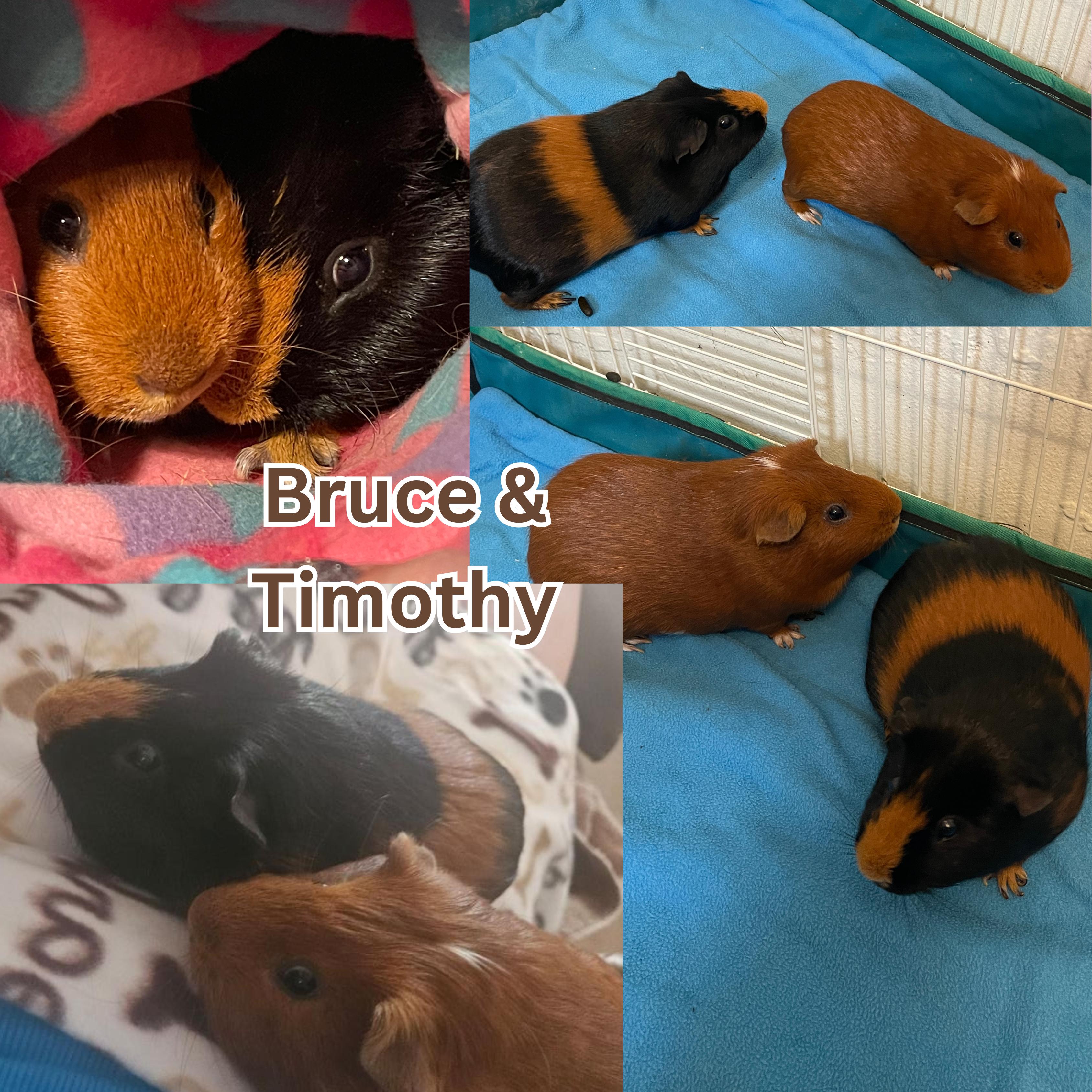 Guinea Pig for adoption - Bruce & Timothy, a Guinea Pig in Ripon, CA ...