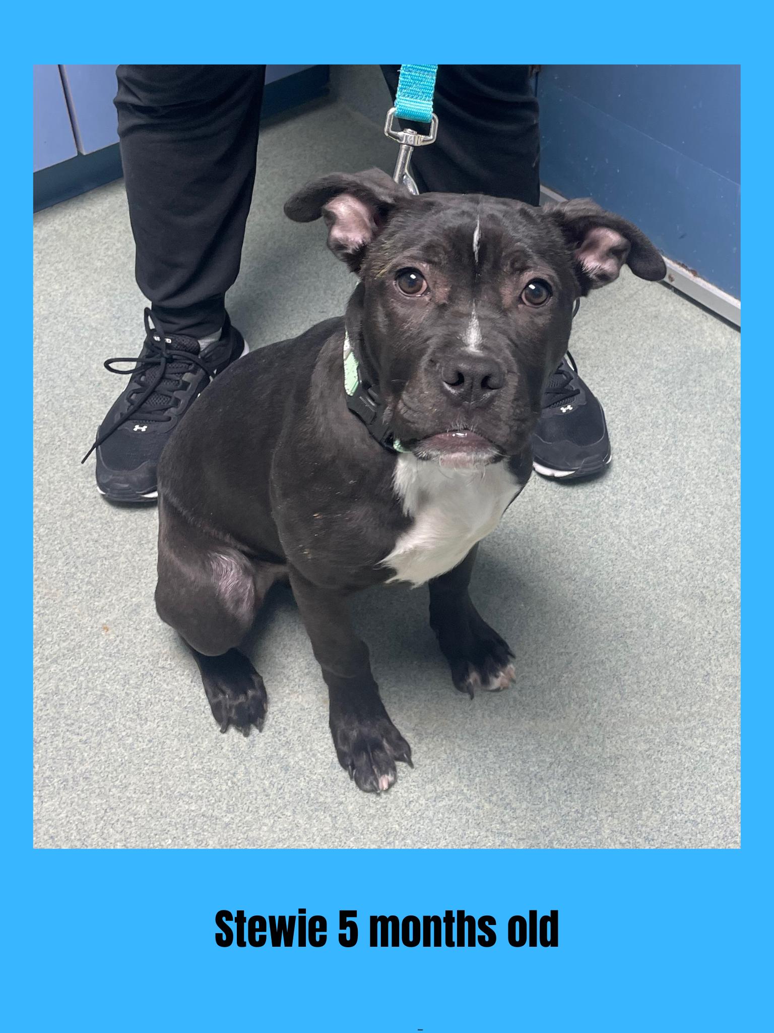 Dog for adoption - Stewie, a Mixed Breed in Ravenna, OH | Petfinder