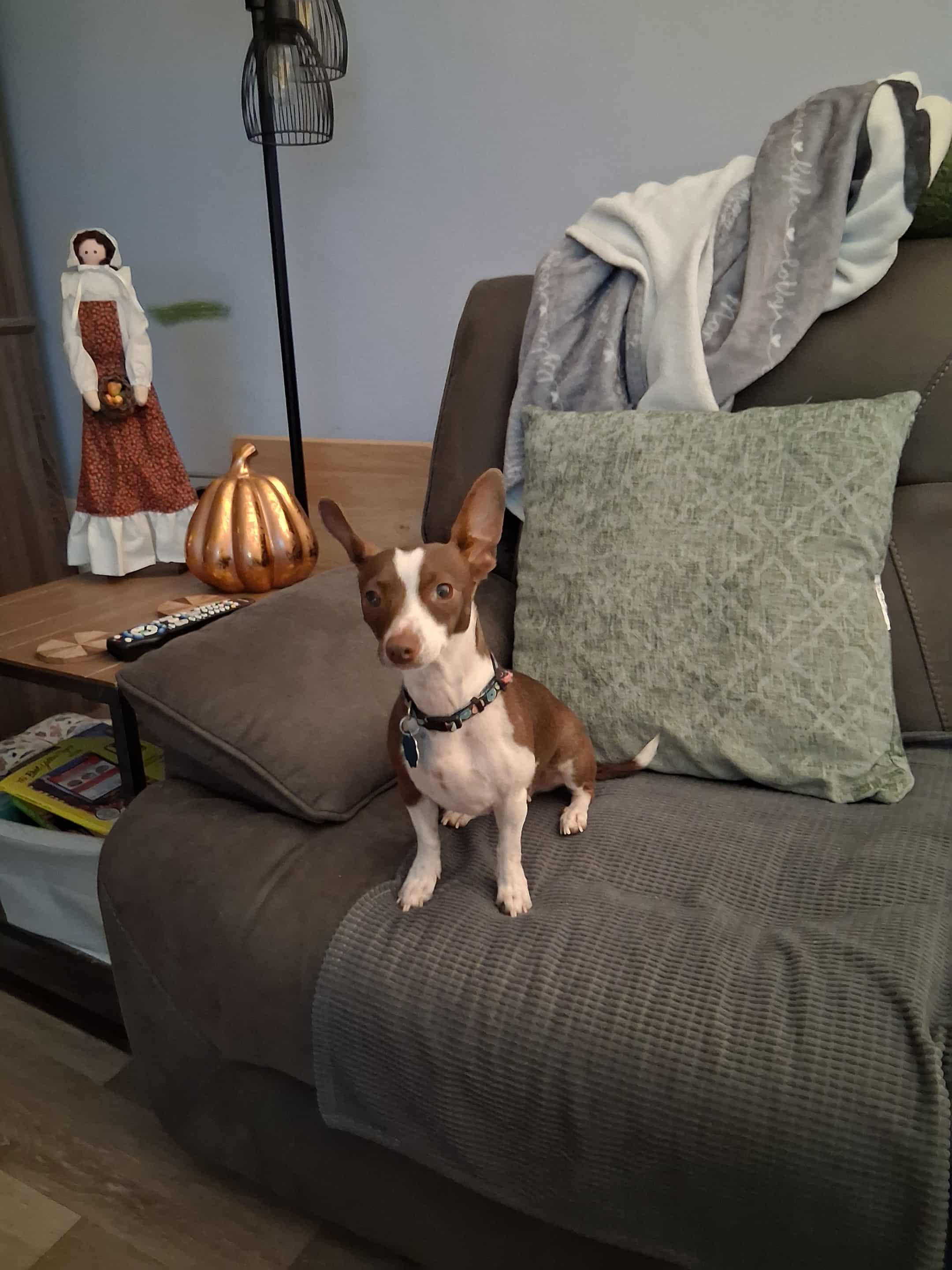 Dog for adoption - Wilma, a Chihuahua Mix in Blue Bell, PA | Petfinder