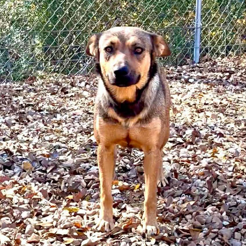 Sophia - Adoptable Pet | Petfinder | Petfinder