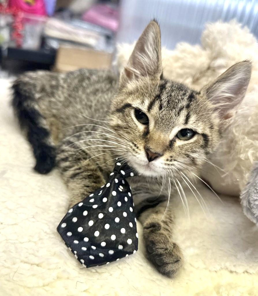 Cat for adoption - SYLAS, a Domestic Short Hair in Margate, FL | Petfinder