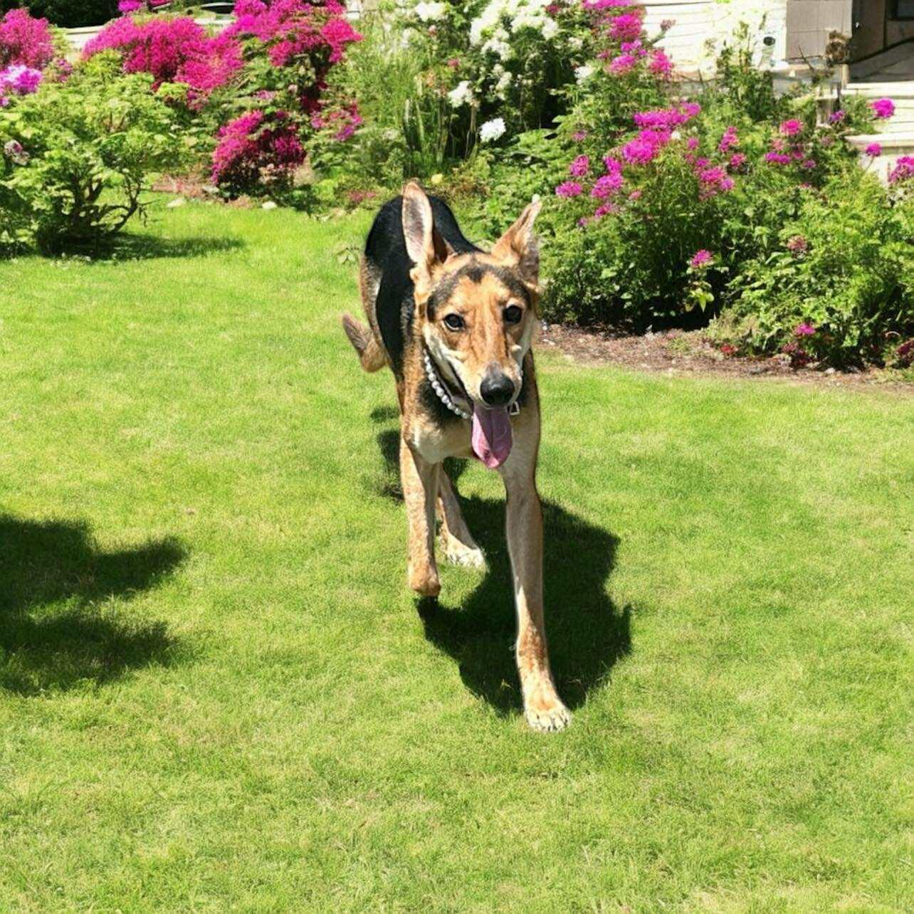 Dog for adoption - Cricket, a German Shepherd Dog & Greyhound Mix in ...