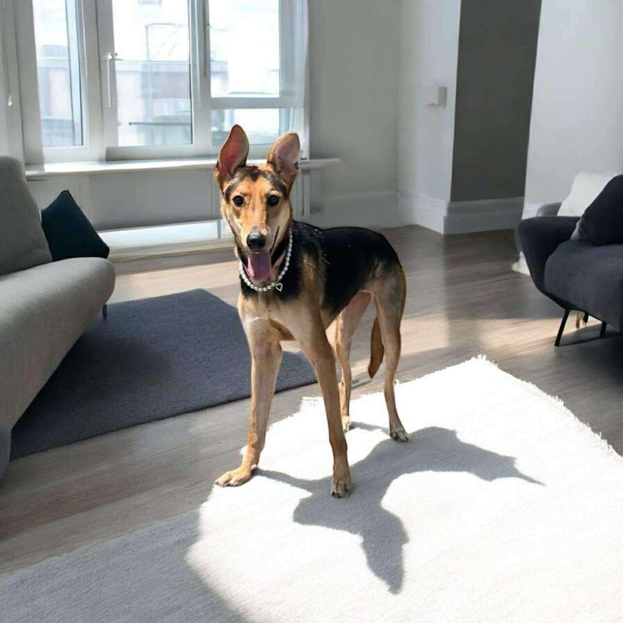 Dog for adoption - Cricket, a German Shepherd Dog & Greyhound Mix in ...