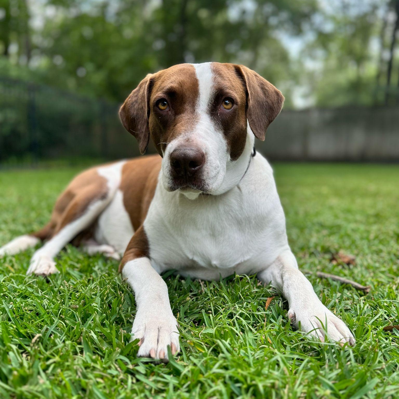Dog for adoption - Annie, a Pointer Mix in Houston, TX | Petfinder