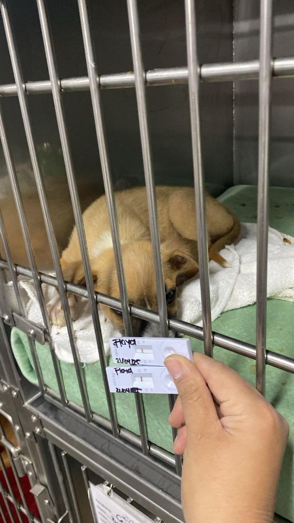 Dog for adoption - Floyd, a Chihuahua in Los Angeles, CA | Petfinder