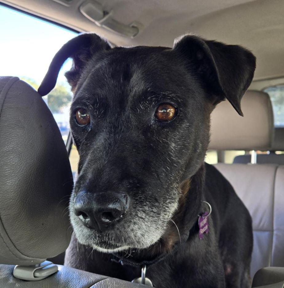 Dog for adoption - Moe, a Labrador Retriever & Hound Mix in Raleigh, NC ...