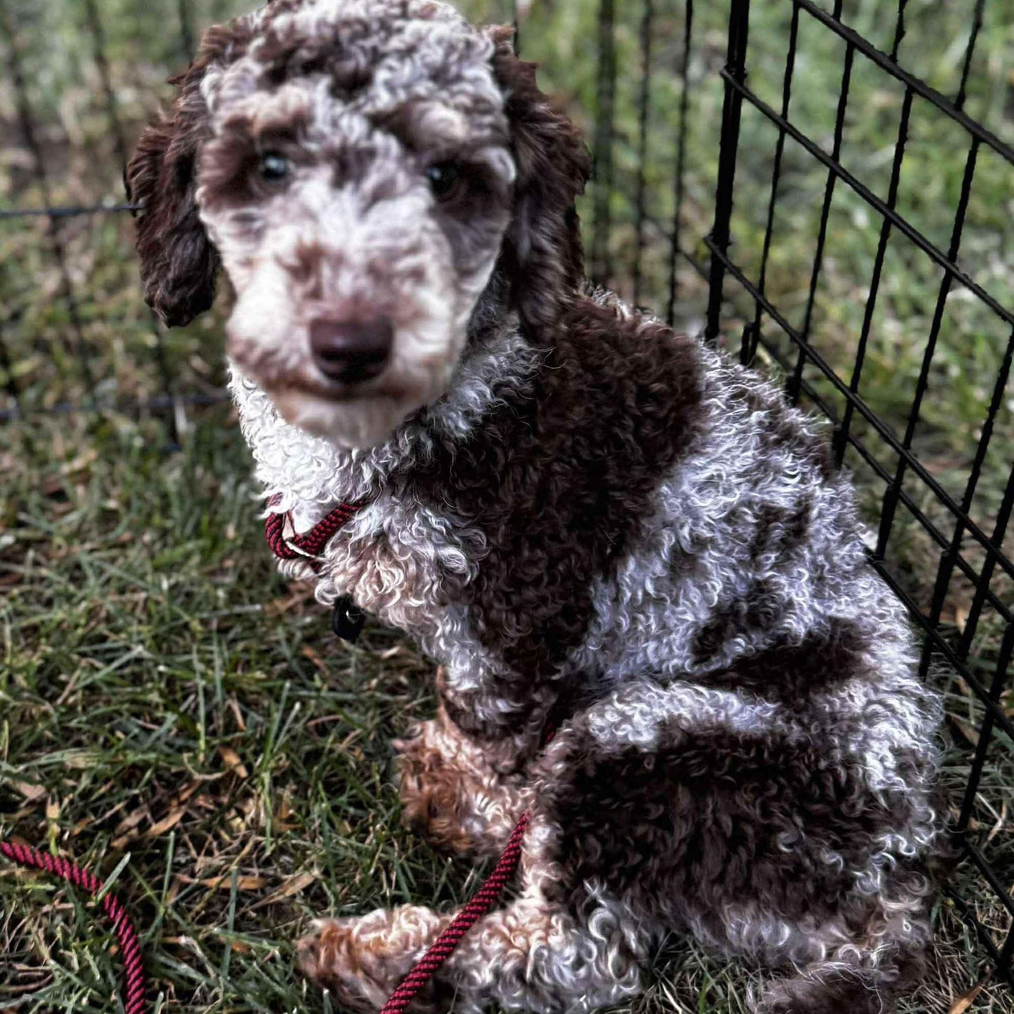 Dog for adoption - Pepito, a Miniature Poodle in Buffalo, NY | Petfinder
