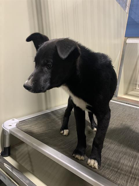 Dog for adoption - Gambit, a Shepherd Mix in Thousand Oaks, CA | Petfinder