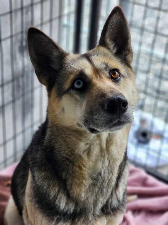 Dog for adoption - Roxy, a German Shepherd Dog & Husky Mix in Marion ...