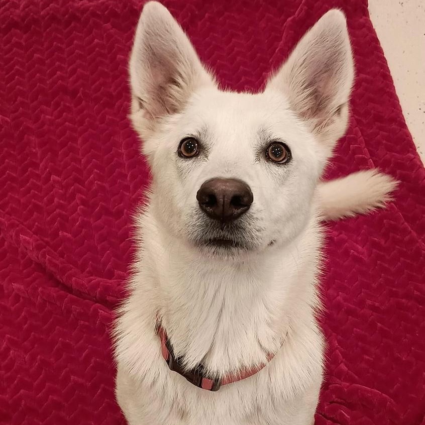Ash - Adoptable Pet | Petfinder | Petfinder