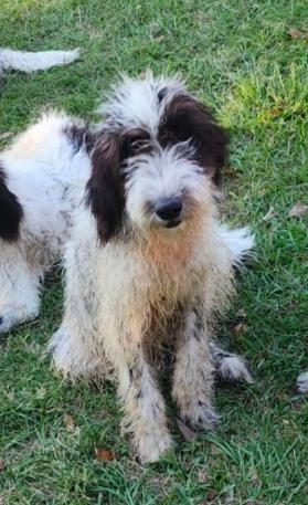 Brynne - Adoptable Pet | Petfinder | Petfinder