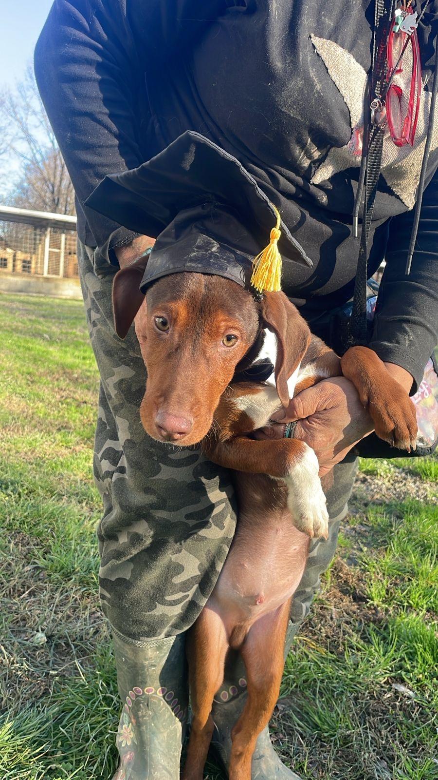 Pablo - Adoptable Pet | Petfinder | Petfinder