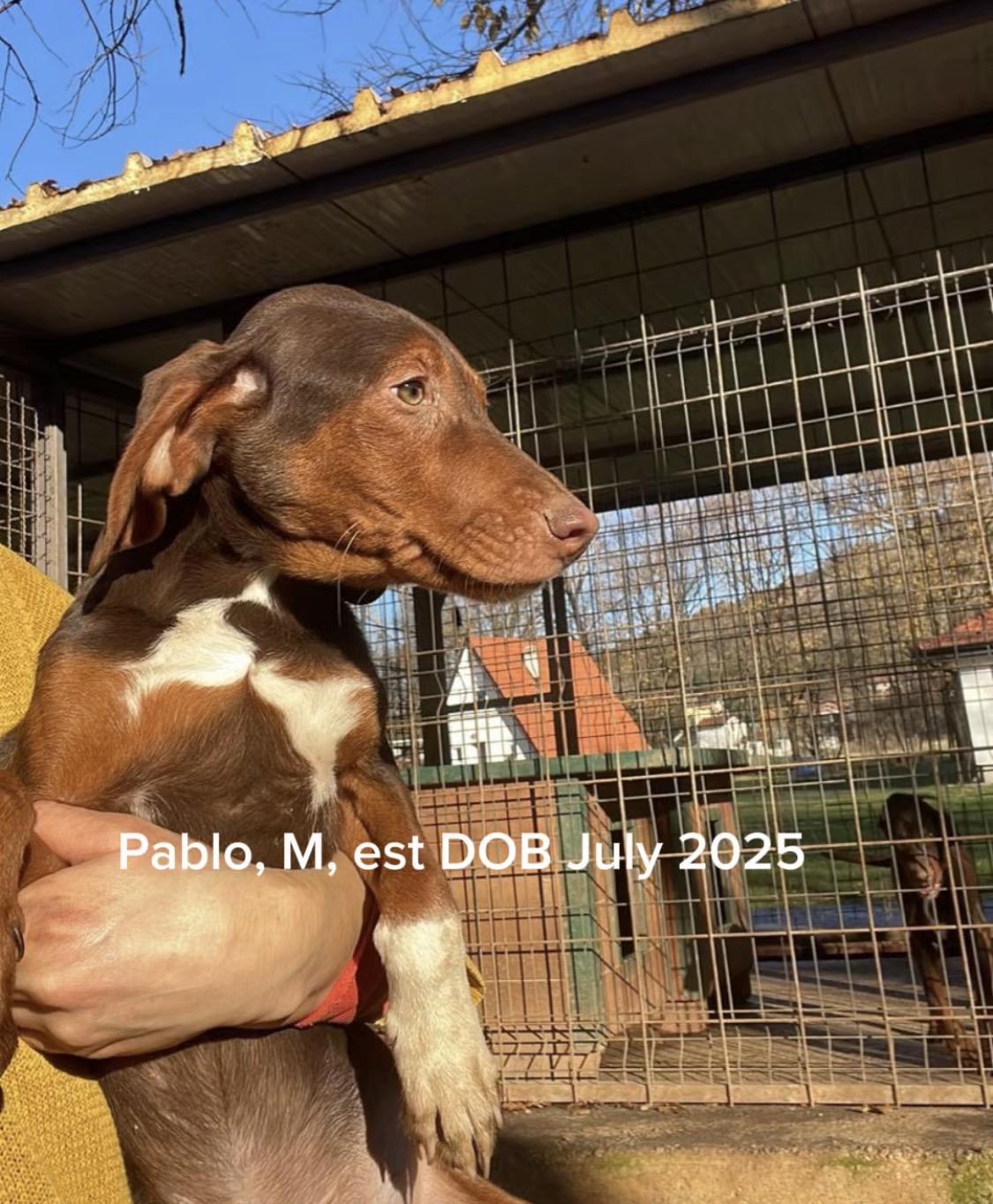 Pablo - Adoptable Pet | Petfinder | Petfinder
